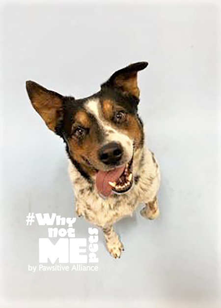 01 Max – Homeward Pet Adoption with logo – Pawsitive Alliance