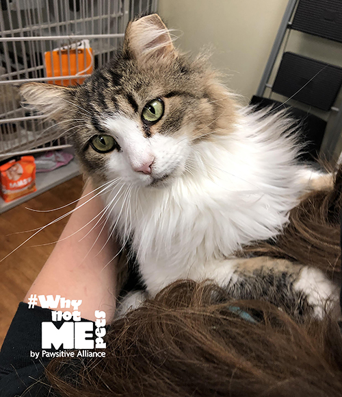 04 Lucky with logo 500×579 – Pawsitive Alliance