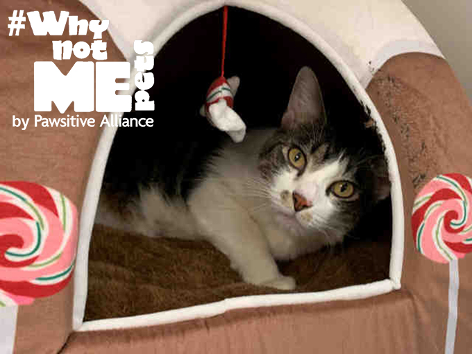 01 Curious with logo – Pawsitive Alliance