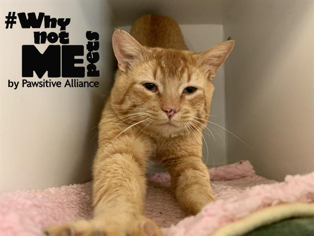 CharlieBucket with logo – Pawsitive Alliance