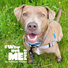 Honey – Pawsitive Alliance