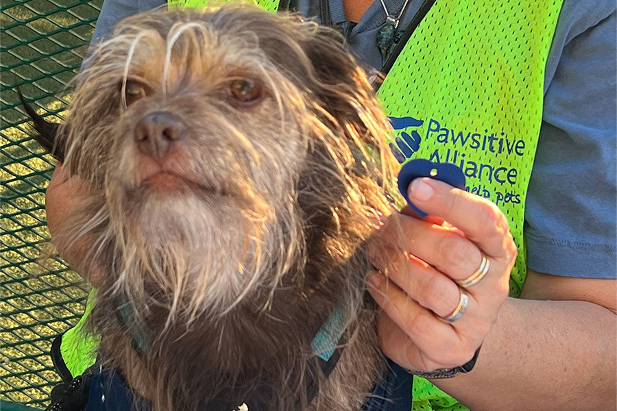 pa-id-tag-carousel-2 – Pawsitive Alliance