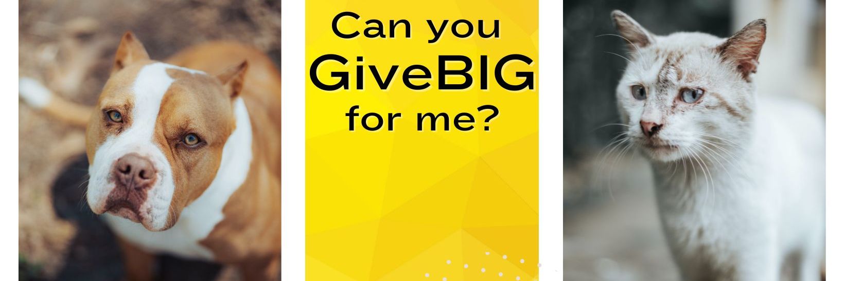 give-big-pawsitive-alliance-banner – Pawsitive Alliance